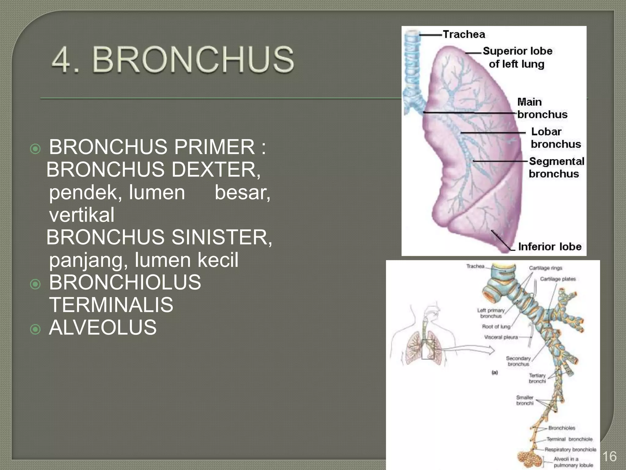 Sistem respirasi | PPTX