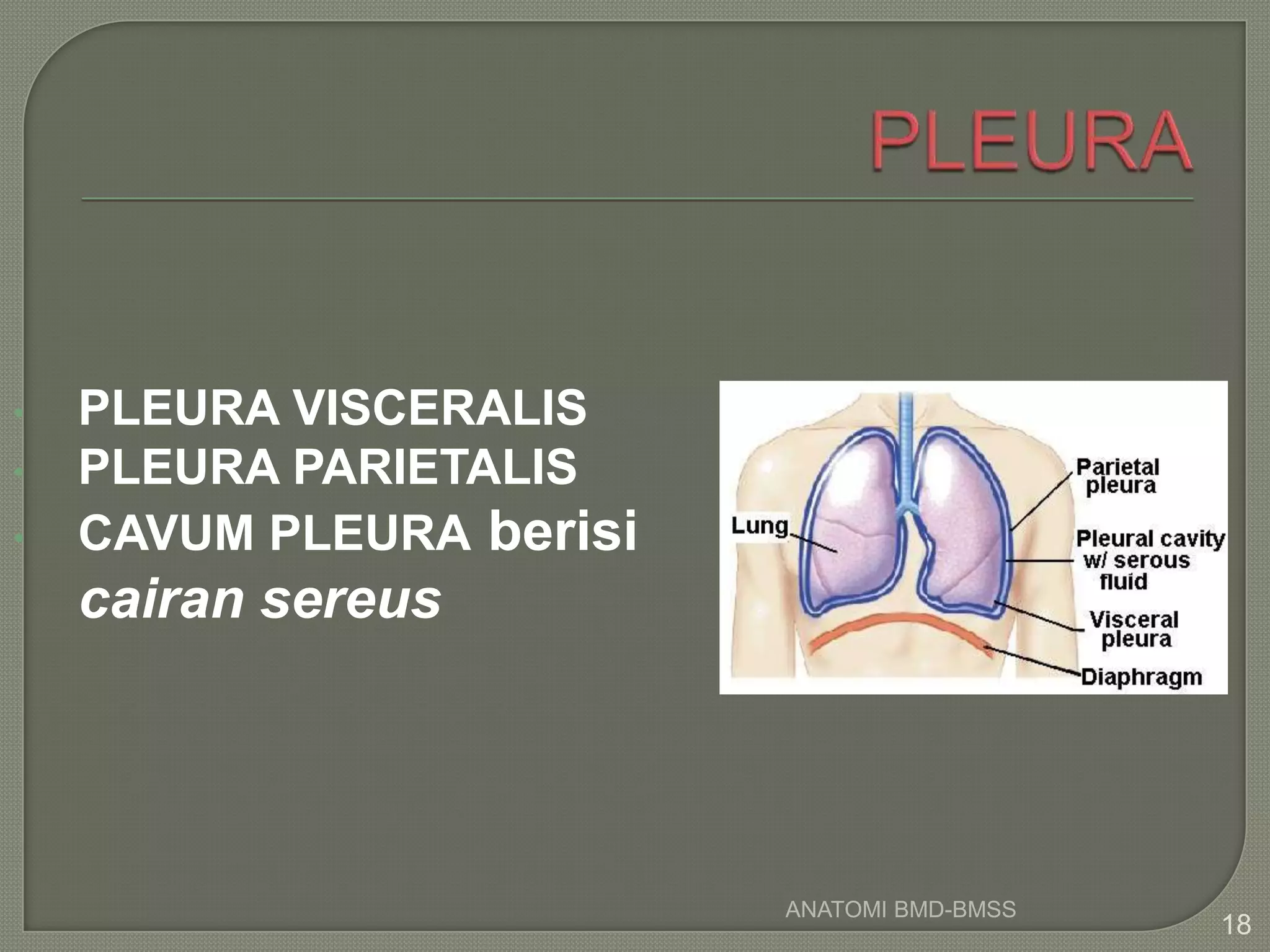 Sistem respirasi | PPTX