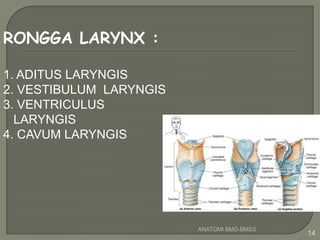 Sistem respirasi | PPTX