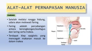 Sistem Respirasi.pptx