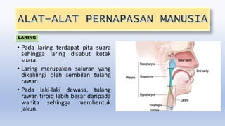 Sistem Respirasi.pptx