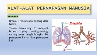 Sistem Respirasi.pptx