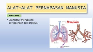 Sistem Respirasi.pptx