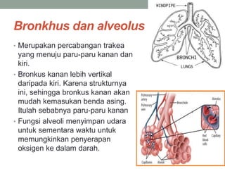 Sistem_respirasi.ppt
