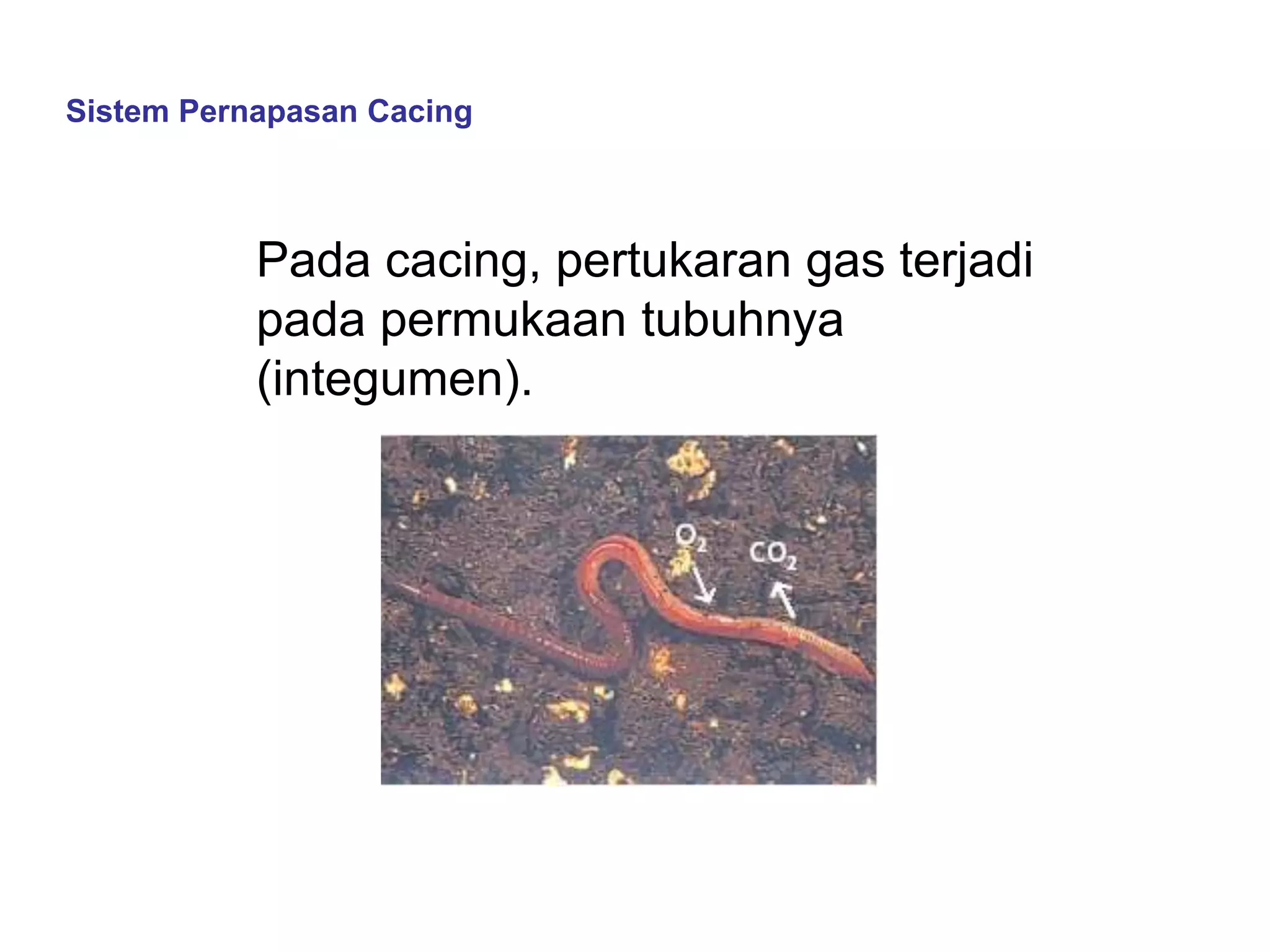 SISTEM RESPIRASI (3).ppt