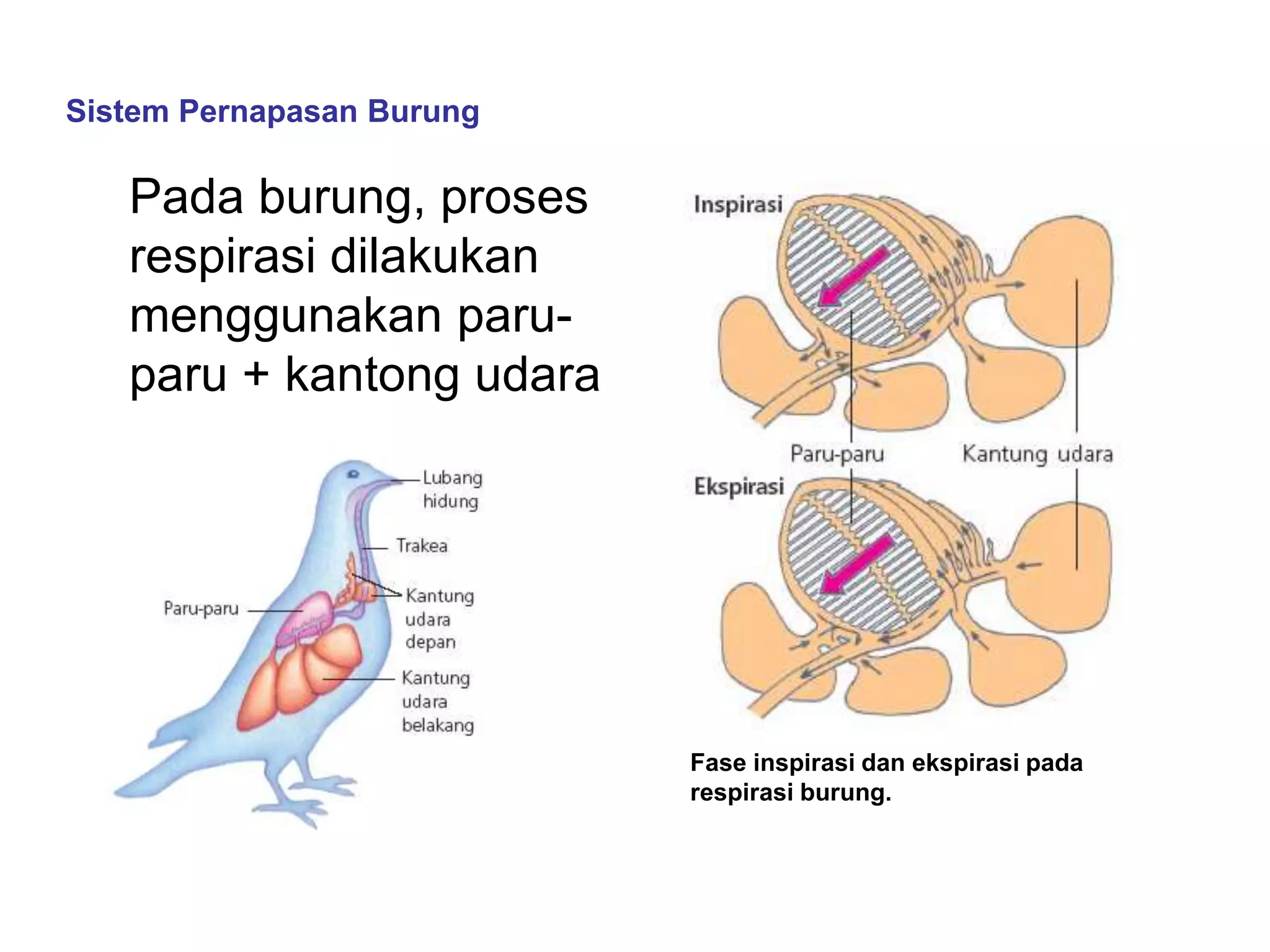 SISTEM RESPIRASI (3).ppt