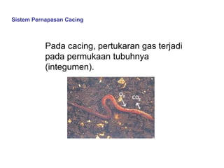 SISTEM RESPIRASI (3).ppt