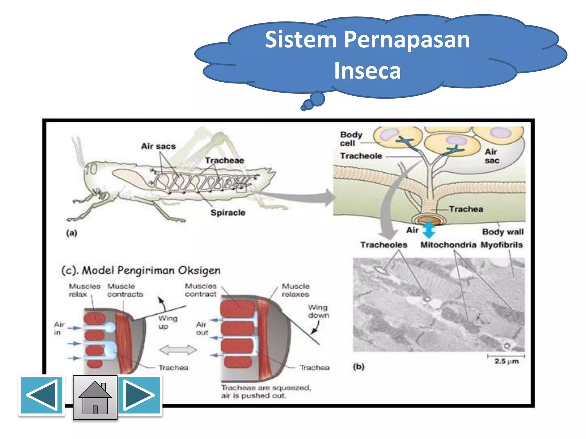 Sistem respirasi hewan | PPTX
