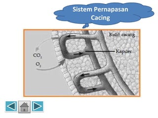 Sistem respirasi hewan | PPTX