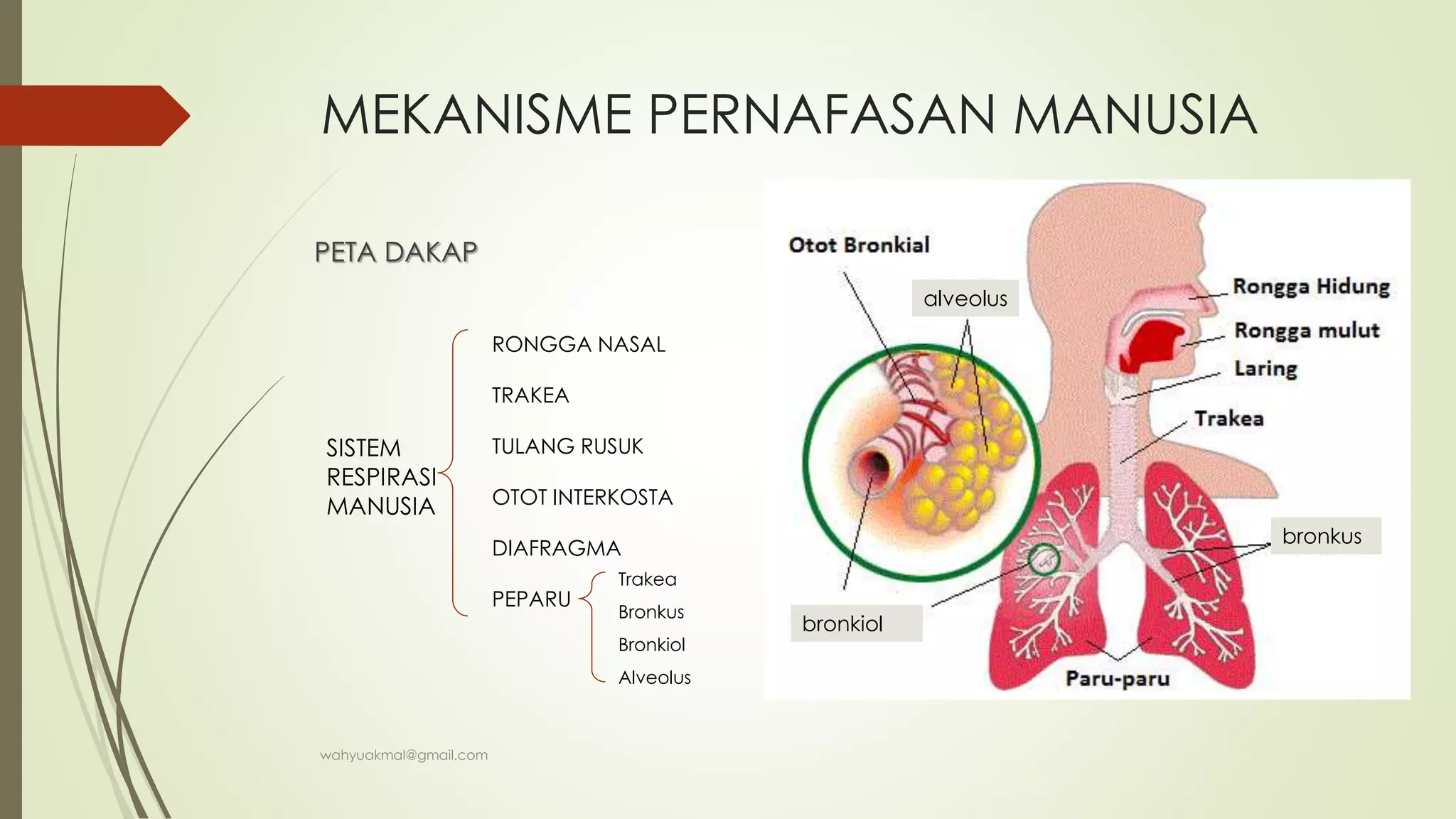 Sistem respirasi manusia | PPTX