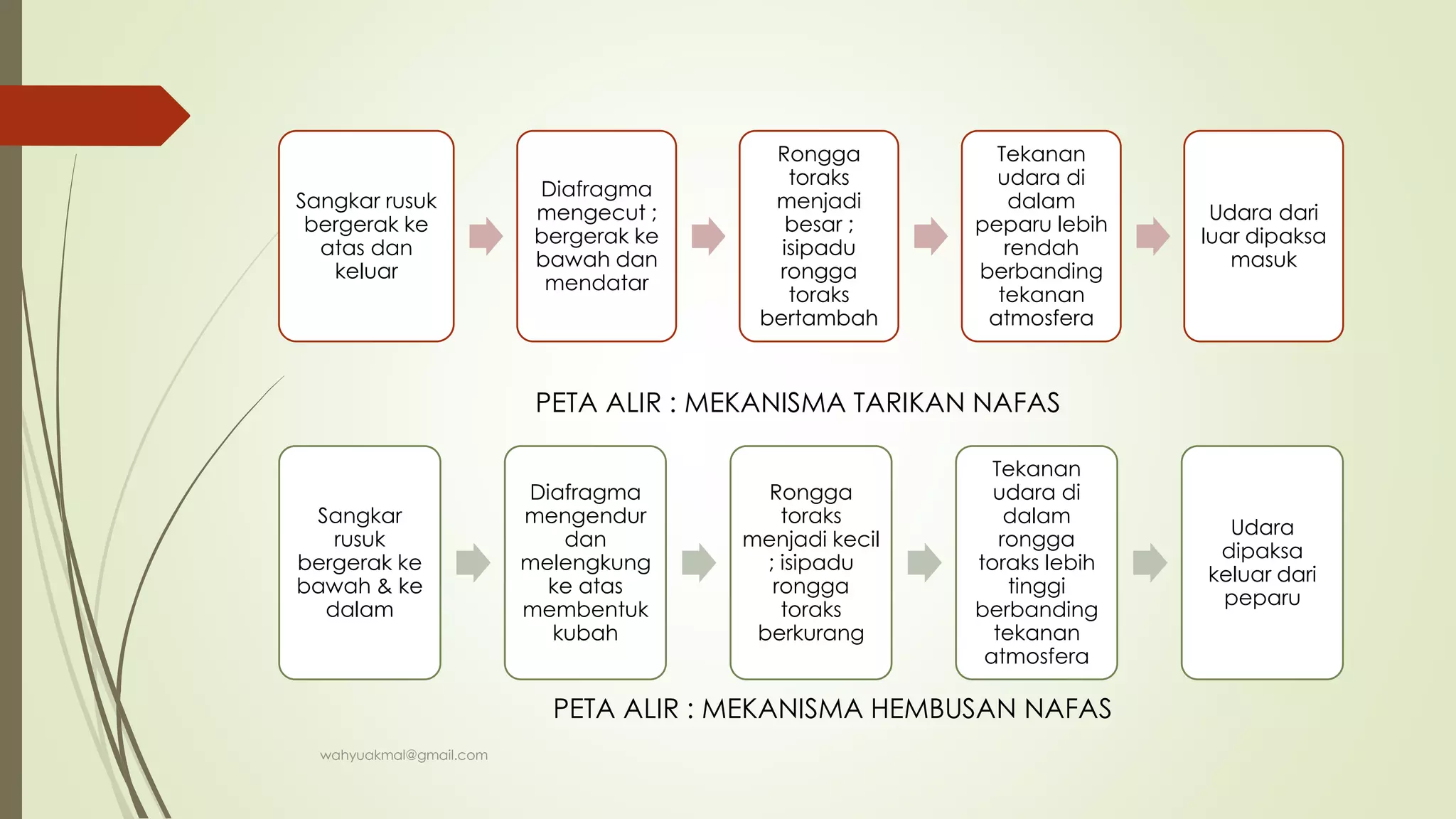 Sistem respirasi manusia | PPTX