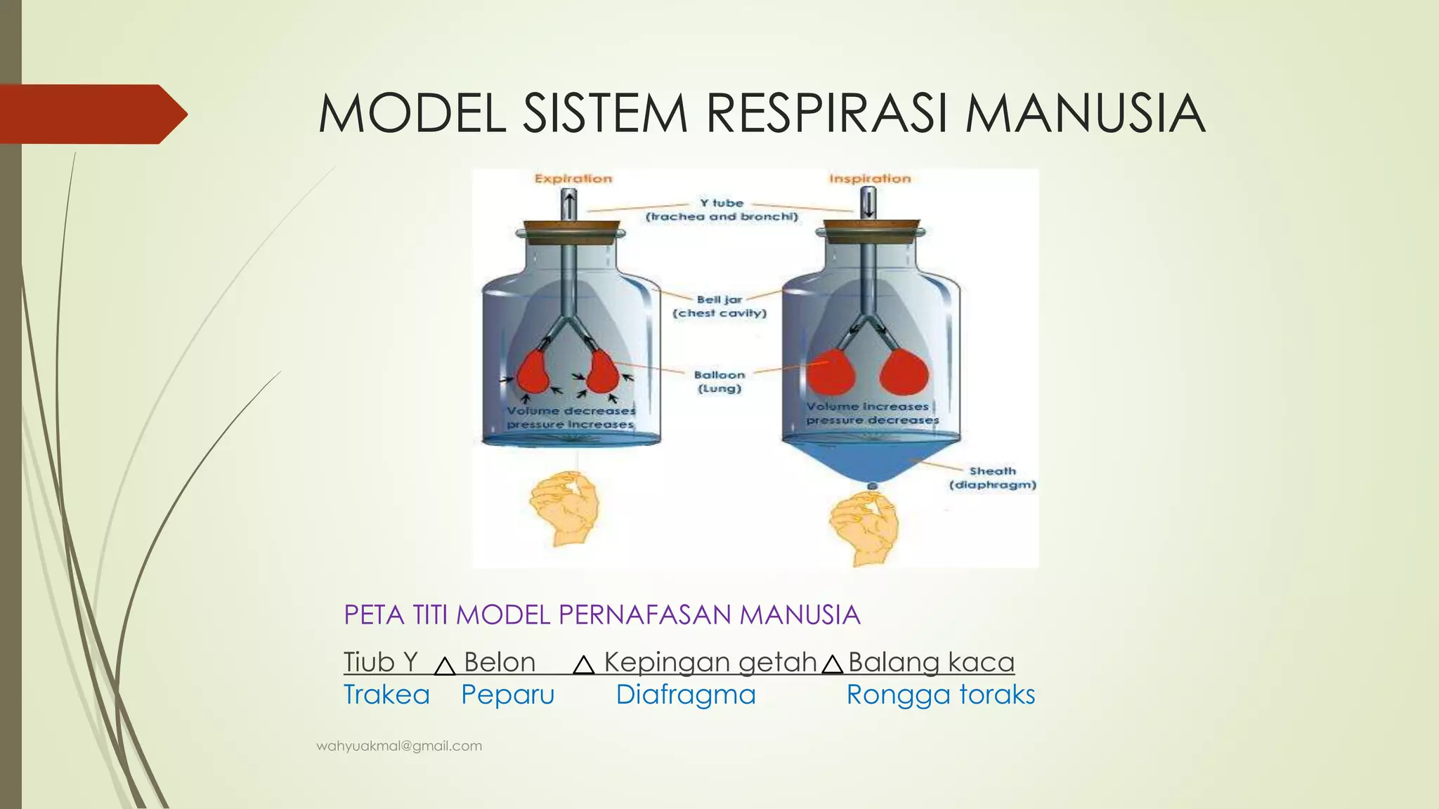 Sistem respirasi manusia | PPTX