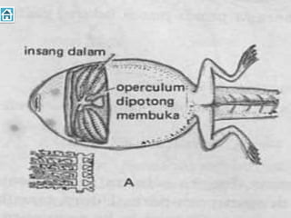 sistem respirasi pada katak | PPTX