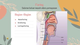 Sistem Respirasi Manusia Biologi SMA Kelas XI | PPTX