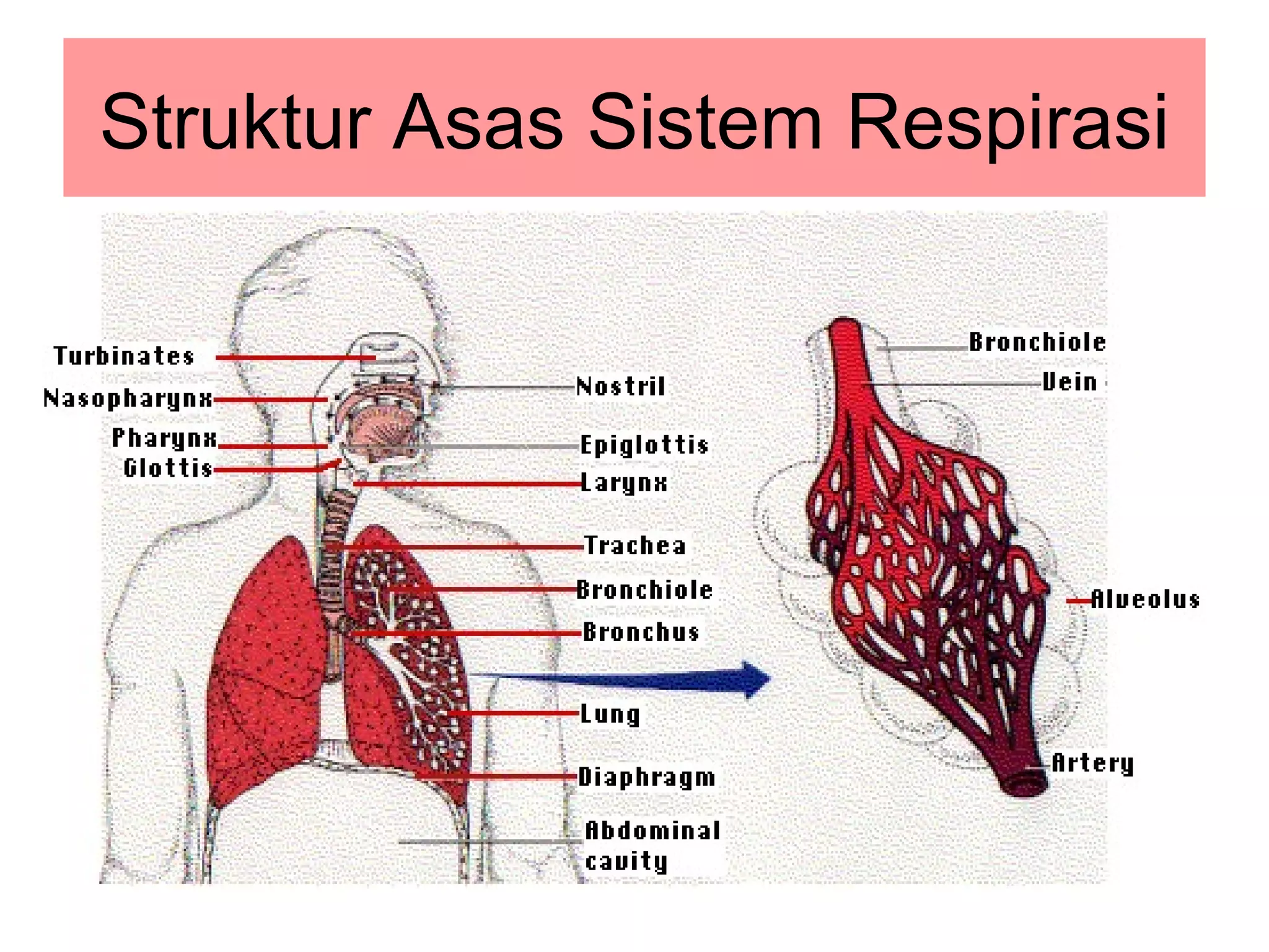 Sistem respiratori | PPT