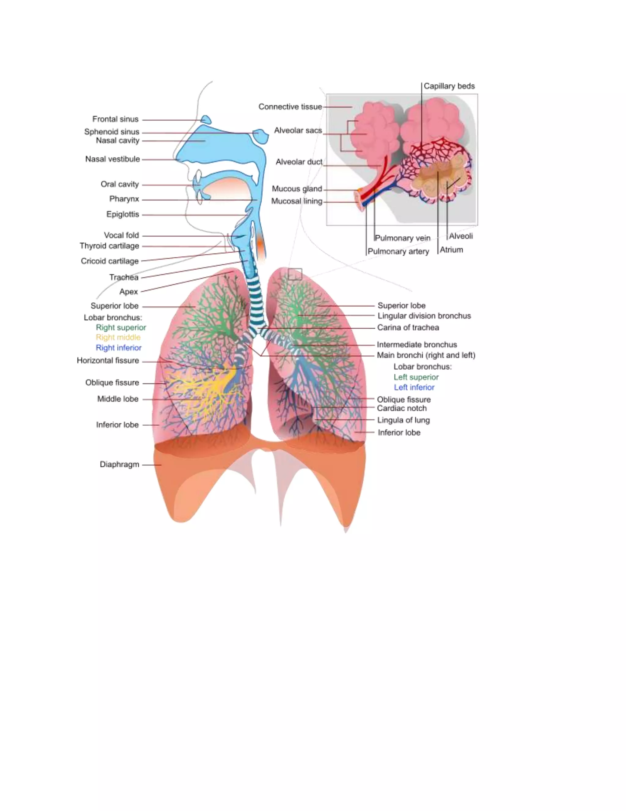 Sistem respiratori | DOCX