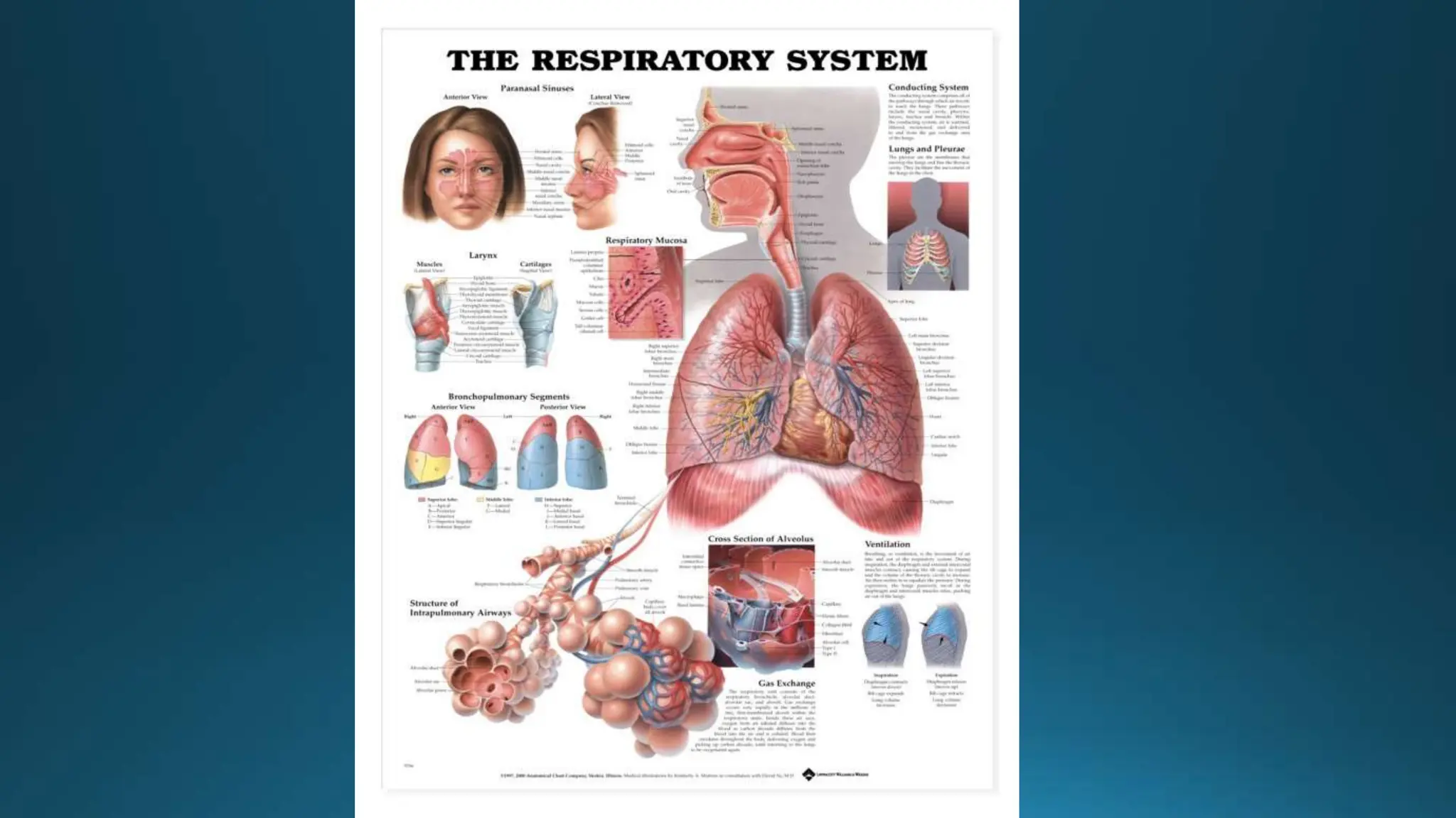 Sistem Respiratory.pptx