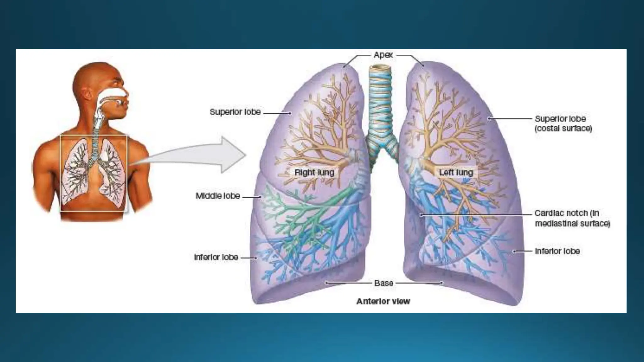 Sistem Respiratory.pptx