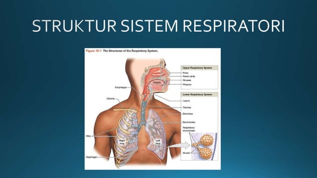 Sistem Respiratory.pptx