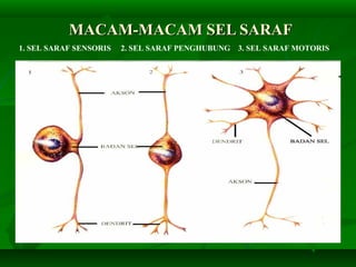 Sistem saraf | PPT