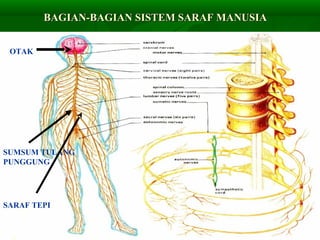 Sistem saraf | PPT
