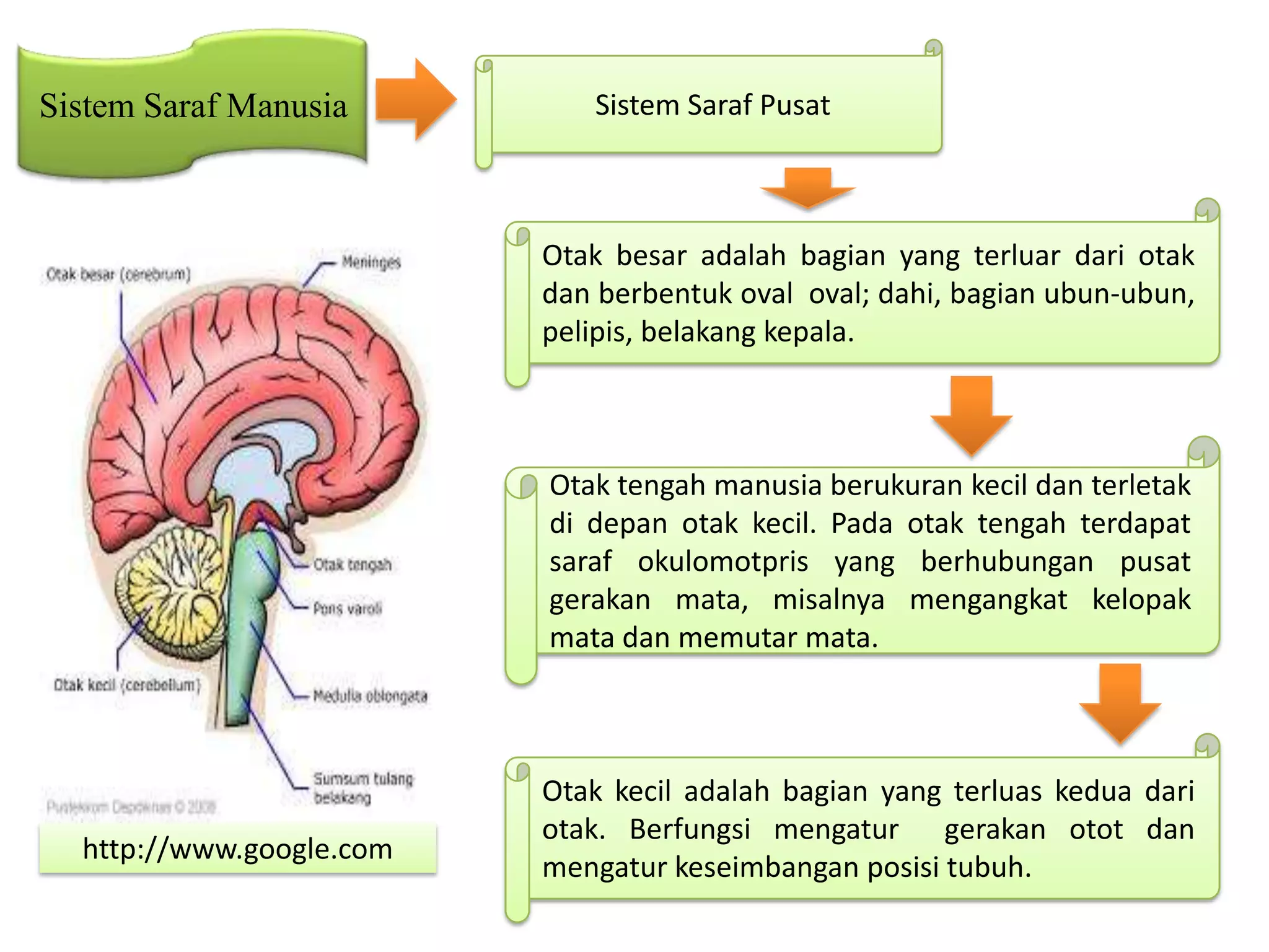 Sistem saraf | PPTX