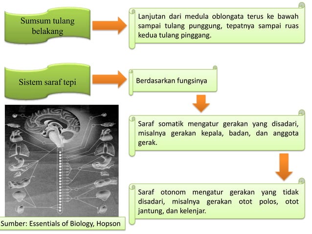 Sistem saraf | PPT