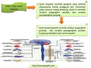 Sistem saraf | PPTX