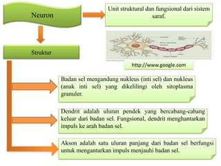 Sistem saraf | PPTX