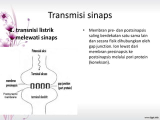 Sistem saraf | PPT