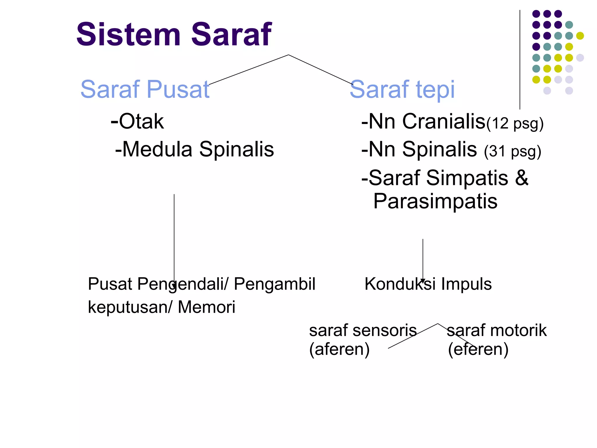 Sistem saraf | PPT