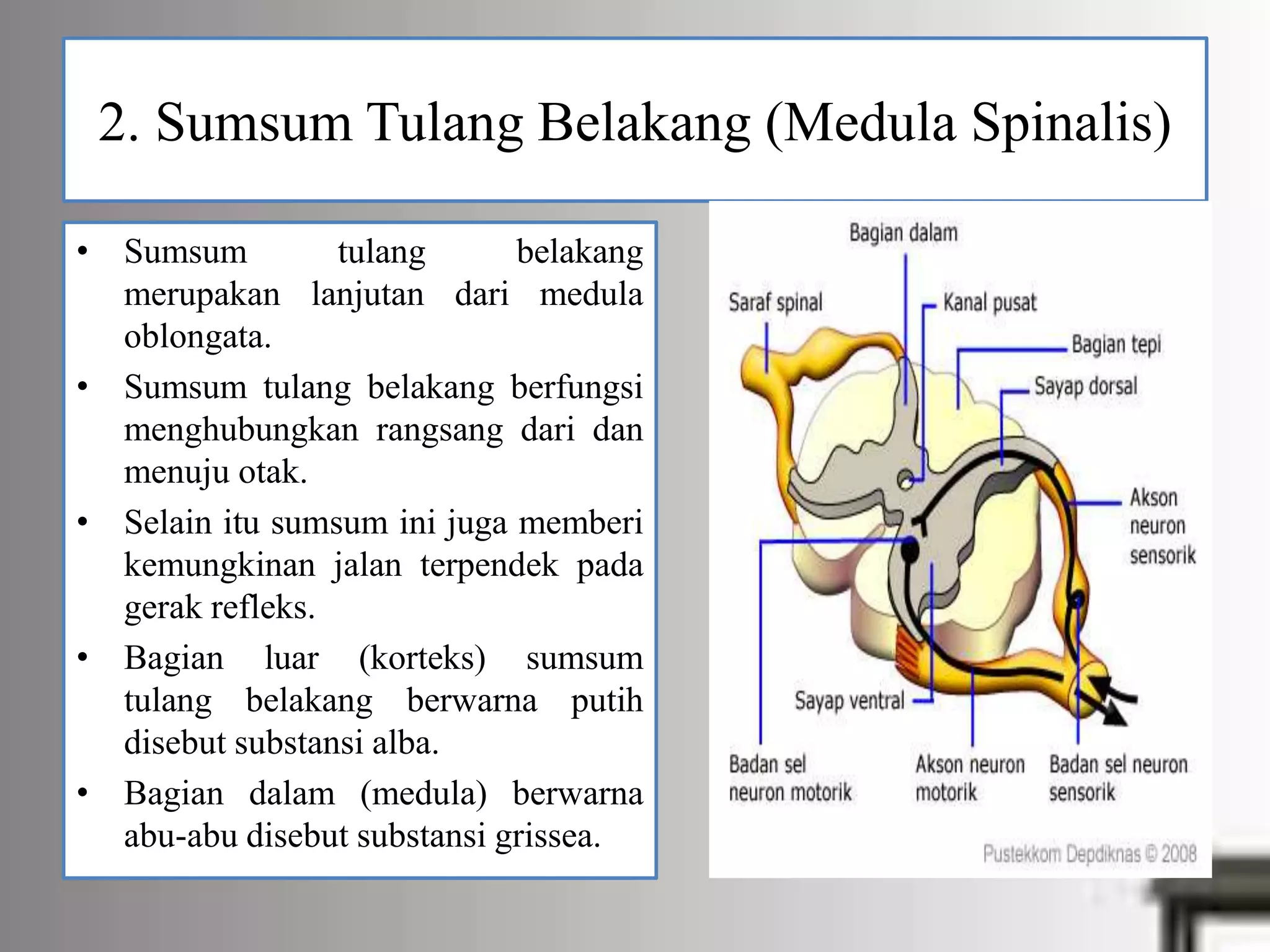 Sistem saraf pada Manusia | PPTX