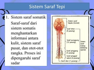 Sistem saraf pada Manusia | PPTX