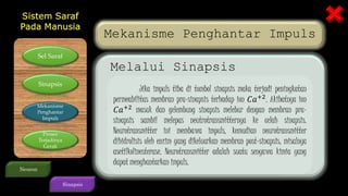 Sistem saraf Manusia | PPT
