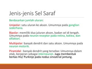 Sistem saraf | PPTX
