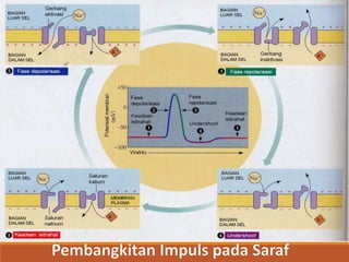 Sistem saraf | PPTX