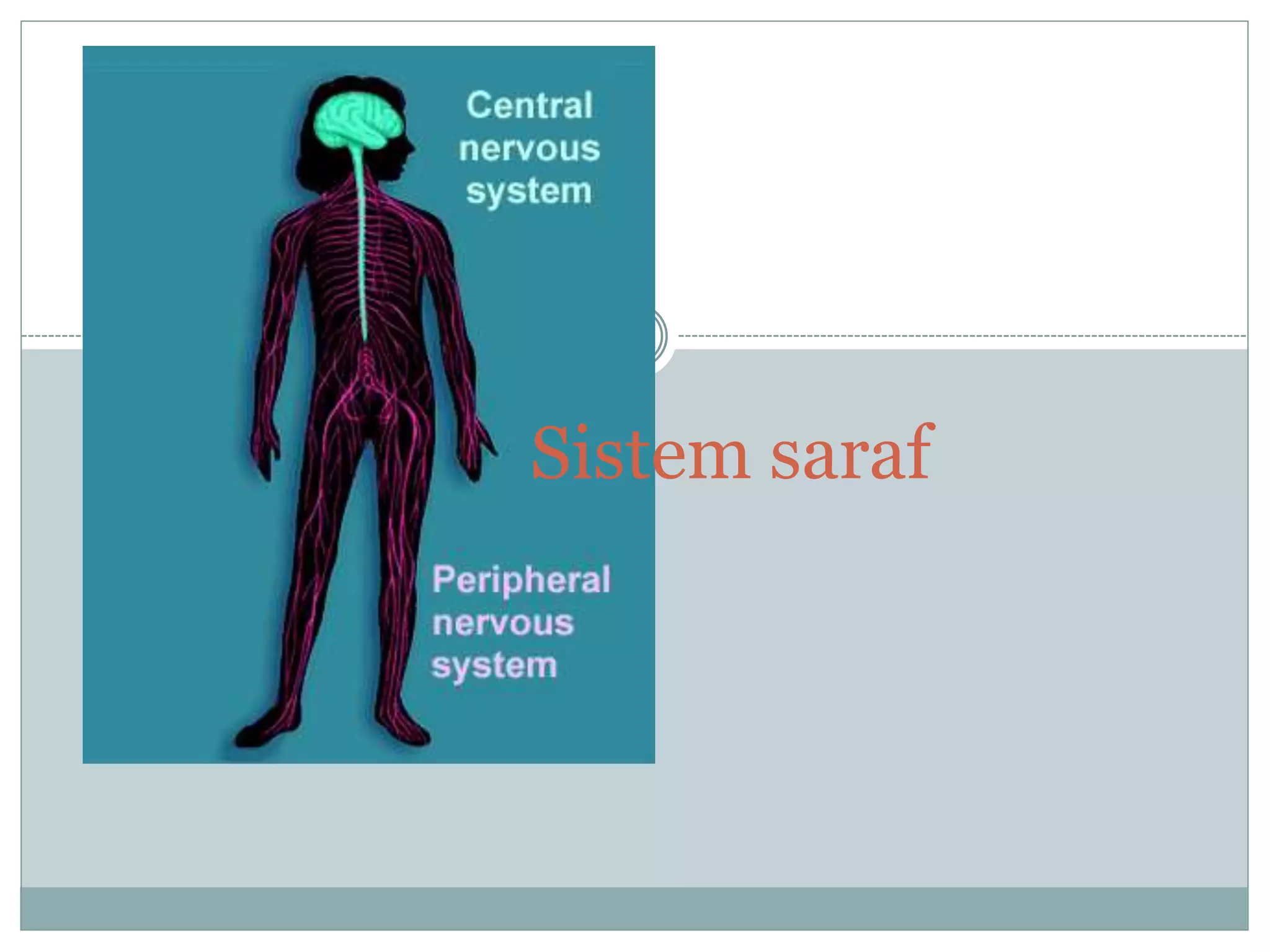 Sistem saraf | PPTX