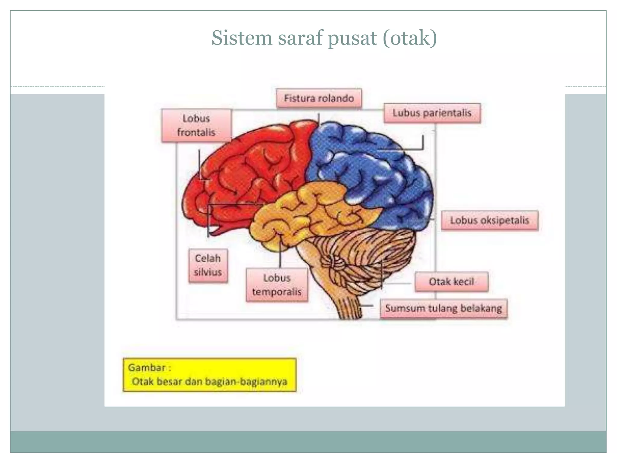 Sistem saraf | PPTX
