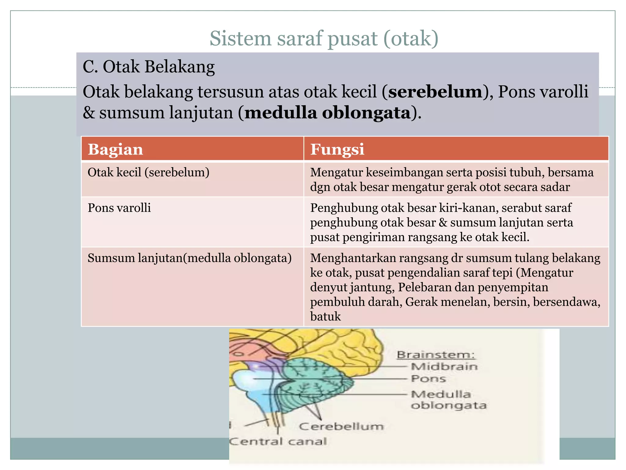 Sistem saraf | PPTX