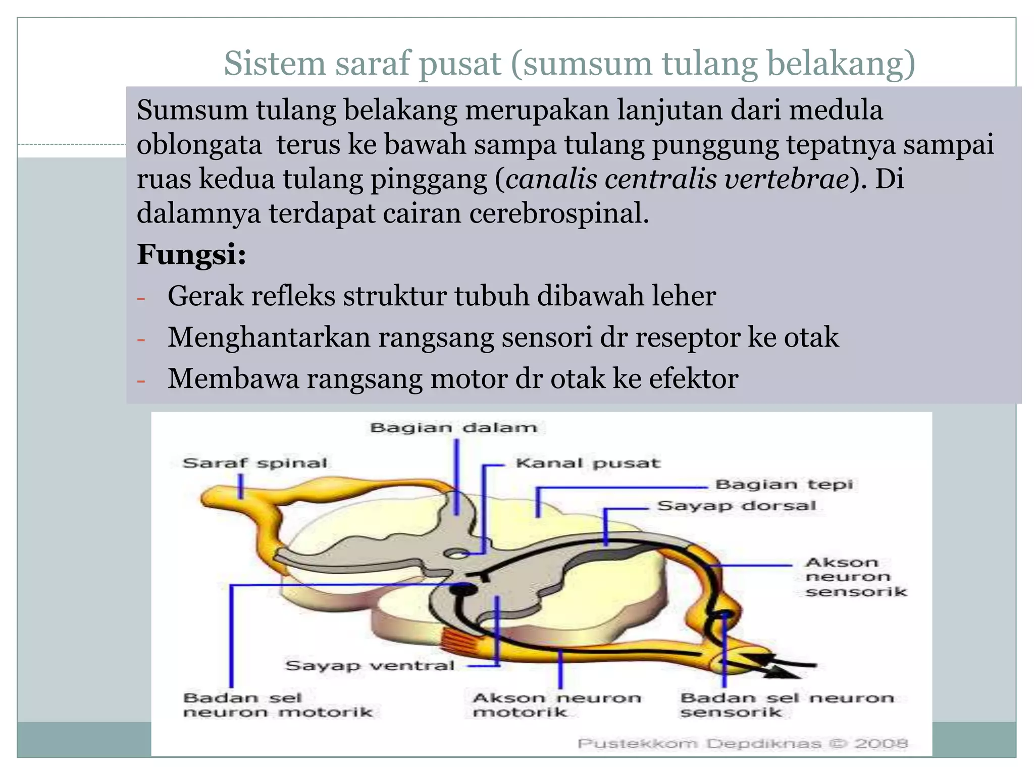 Sistem saraf | PPTX