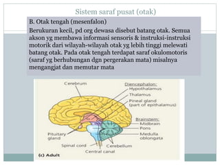 Sistem saraf | PPTX