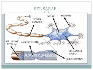 Sistem saraf | PPTX