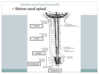 Sistem saraf | PPTX