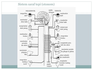Sistem saraf | PPTX
