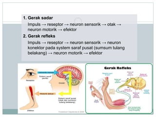 Sistem saraf | PPTX