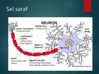 Sistem saraf.pptx