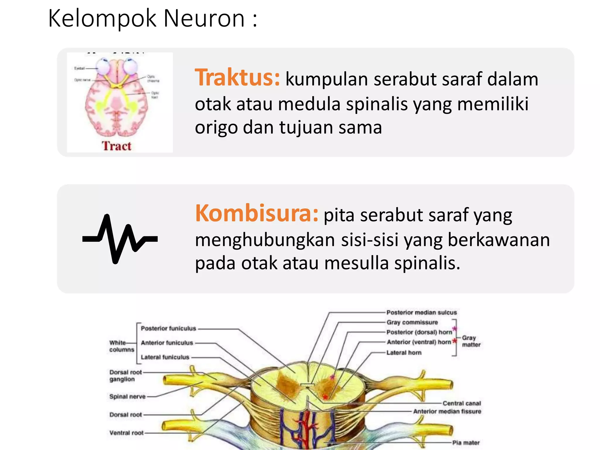 SISTEM SARAF.pptx