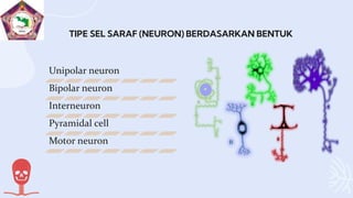 sistem saraf 1234566789001245778990.pptx