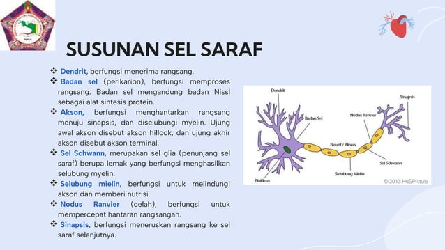 sistem saraf 1234566789001245778990.pptx