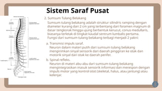 SISTEM SARAF SARAF SARAFSARAF .pptx